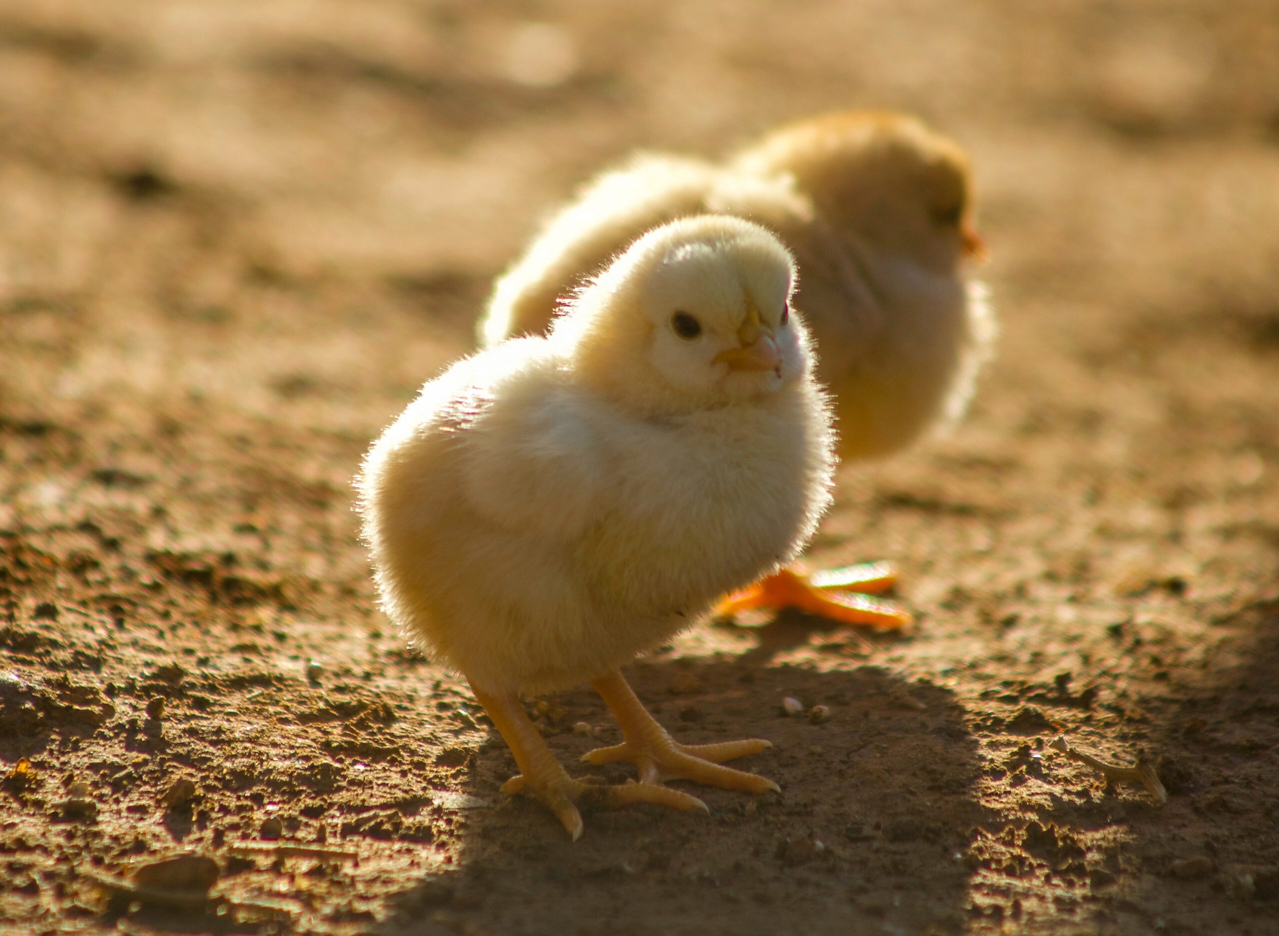 Om kycklingar – Handla djurschysst